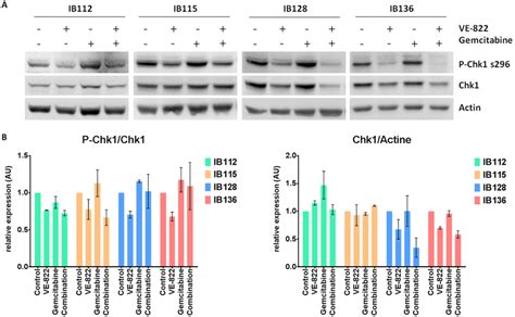 Ve 822 Inhibits The Gemcitabine Induced Checkpoint Activation A