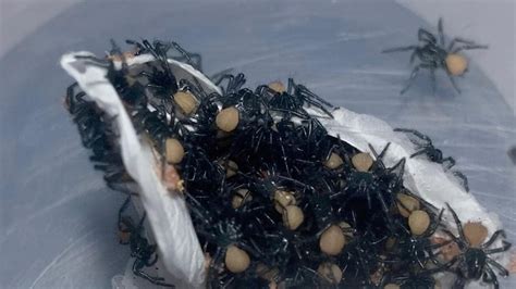 Sydney Funnel Web Spider Horrifying Australian Reptile Park Footage Daily Telegraph