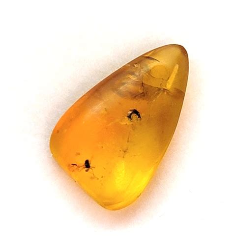 Psocodea Barklouse Bioquipbugs