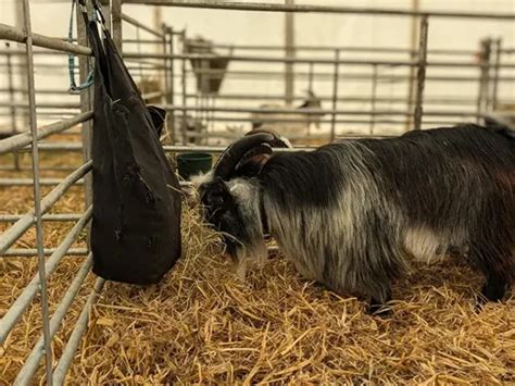 Pictures From The 81st Machen Show