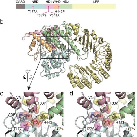 Mutation Mapping On A 3 Dimensional Model Of The Structure Of Human Download Scientific Diagram