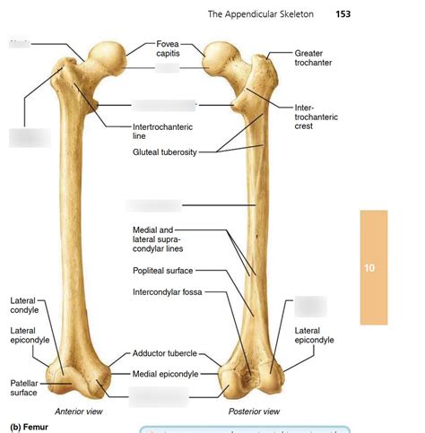 Structure Of Femur Diagram Quizlet