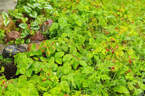 野草莓