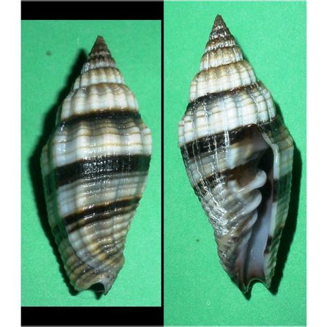 Vexillum Rugosum Costellariidae Philippines Sea Shell 28mm Lot 2