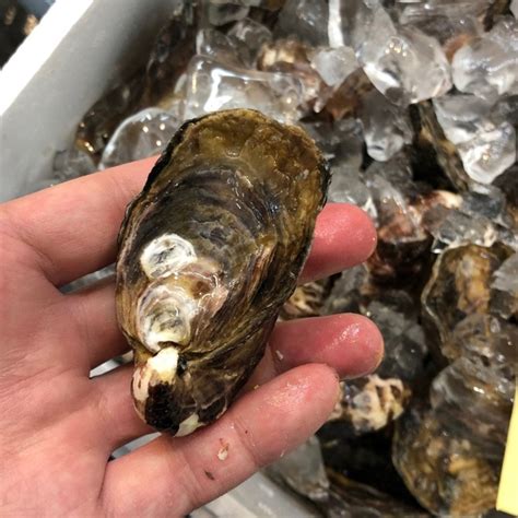 鮮魚通販 豊洲 Okawari鮮魚店 殻付き牡蠣 大分県大入島産 生食用 真牡蠣 シングルシード 小サイズ 10個【大分真牡蠣ss10個
