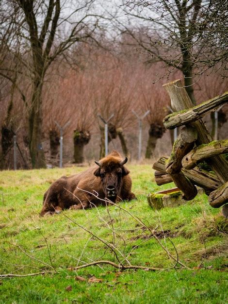 Premium Photo Bison In A Field