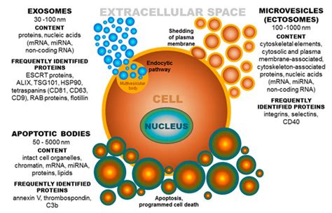 Tetraspanins Of Extracellular Vesicles Encyclopedia Mdpi
