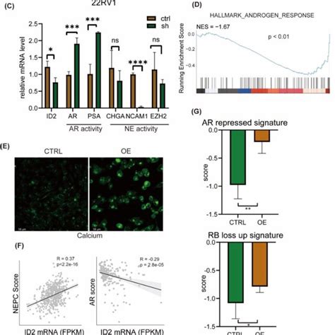 Id2 Attenuates Ar Signaling And Promotes Netd A Immunoblot Of