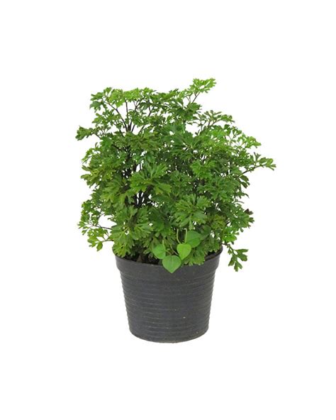 Polyscias Dwarf 4″ Pot Rimba Garden Central