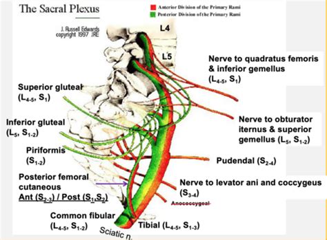 The Sacral Plexus Flashcards Quizlet