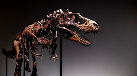 Megalosaurus Skull