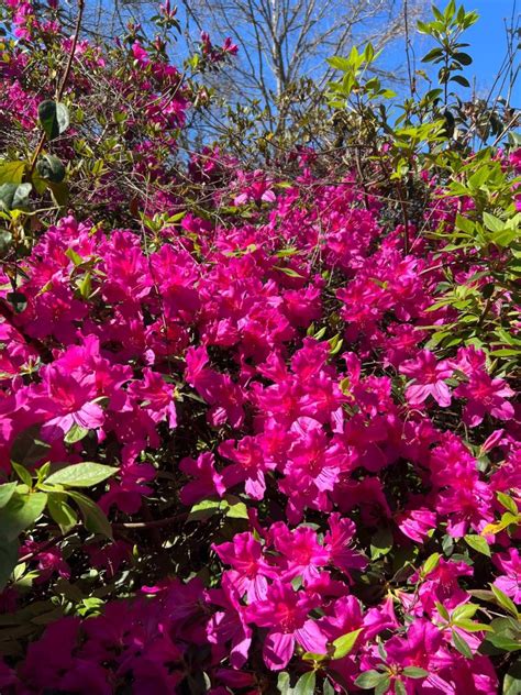 Evergreen Shrubs Flowering Formosa Azaleas Beach Landscaping