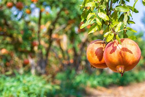 Fotografii De Stoc Cu Maturarea Fructelor Unui Copac Rodie Primplan Pe