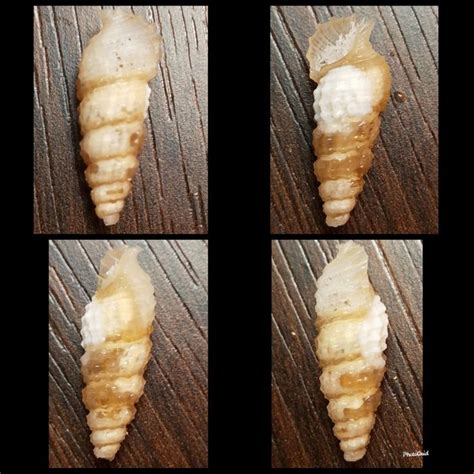 Agatized Fossil Shell Silicified Shell Fossilized Shell 23 34 Million Years Tampa Bay