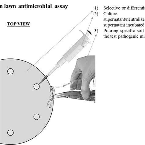 Agar Well Diffusion Antimicrobial Assay Download Scientific Diagram
