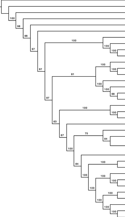 Phylogenetic Tree Reconstructed Using Maximum Parsimony Download Scientific Diagram