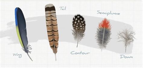 All About Feathers Interactive Vögel Vogelfeder Skizzierung