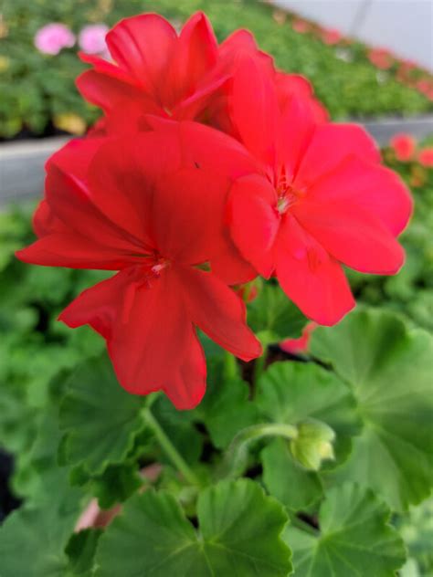Pelargonia caliope - Coral - Rośliny Ozdobne Car