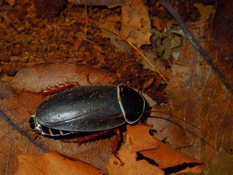 Extinct Cave Roaches Simandoa Conserfariam The Roach Ranch