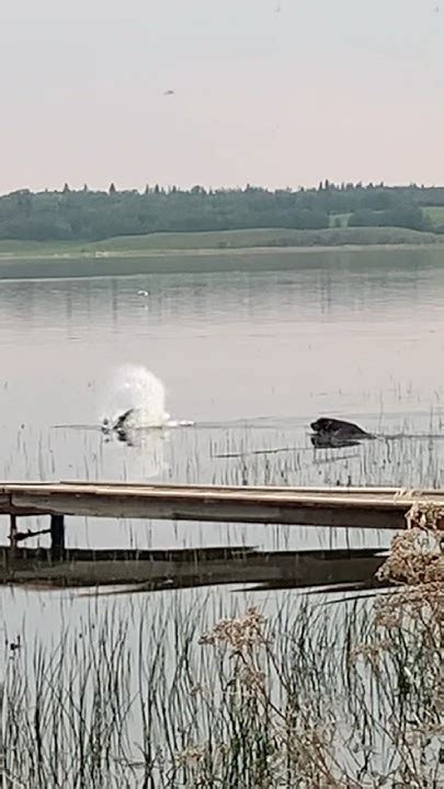 Beaver slaps his tail on the water - YouTube