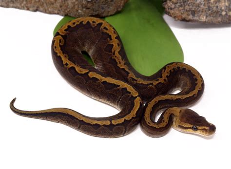 Raven Ghi Pin Female Dynasty Reptiles