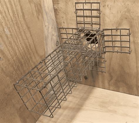 Squirrels In The Attic How To Get Them Out And Keep Them Out Pest Hacks