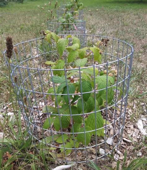 How To Start New Raspberry Canes For A High Yielding Berry Patch