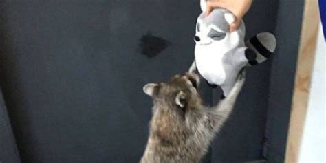 너구리 인형 선물이 맘에 든 너구리 에펨코리아