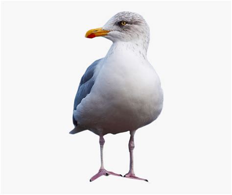 Seagull Png Transparent Png Kindpng