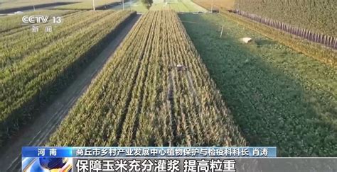“秋粮一天不到手，管理一天不放松！” 这里的秋粮丰收在望→我苏网