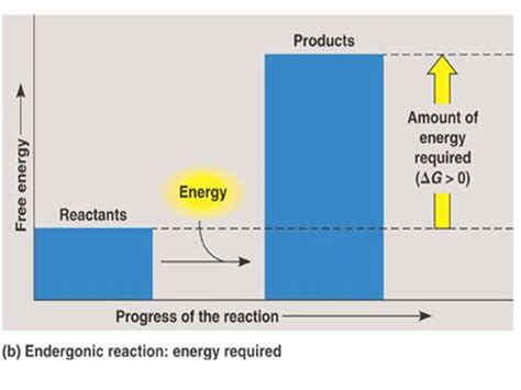 Endergonic Reaction Photosynthesis