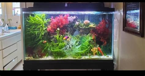 40g Macroalgae And Soft Coral Lagoon Large Reef Journals Nano Reef