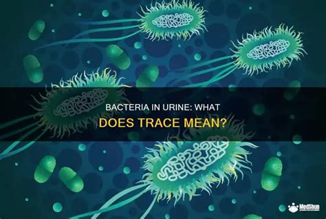 Bacteria In Urine What Does Trace Mean Medshun