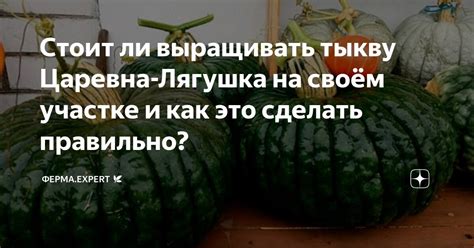 Стоит ли выращивать тыкву Царевна Лягушка на своём участке и как это сделать правильно Ферма