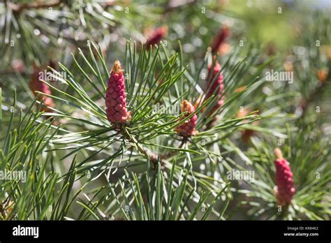 Wald Kiefer Waldkiefer Gemeine Kiefer Kiefer Kiefern Föhre Blüte Blüten Pinus Sylvestris