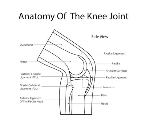 Premium Vector Anatomical Structure Of The Human Knee Joint In Line Style