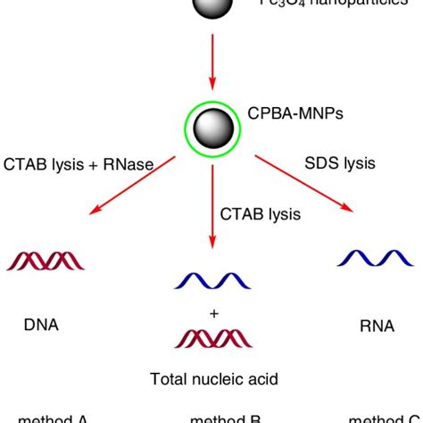 Schematic Procedure For The Extraction Of Gdna Method A Total Download Scientific Diagram