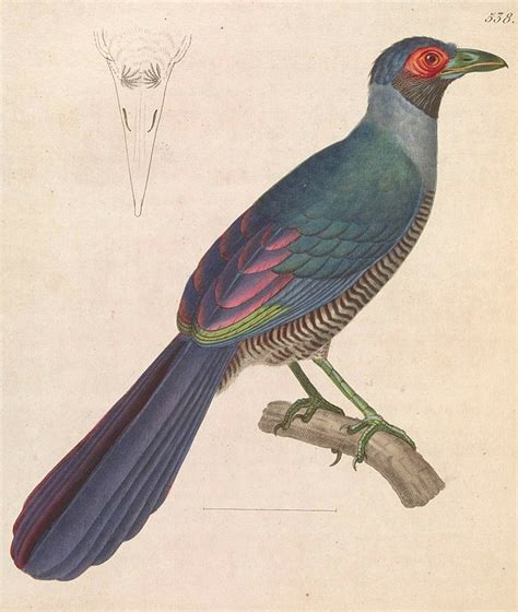 Bornean Ground Cuckoo Natural Atlas