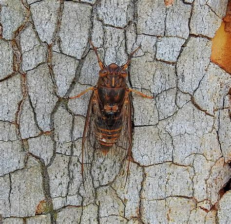 Cicada On A Tree Photograph By Lisa Crawford Pixels