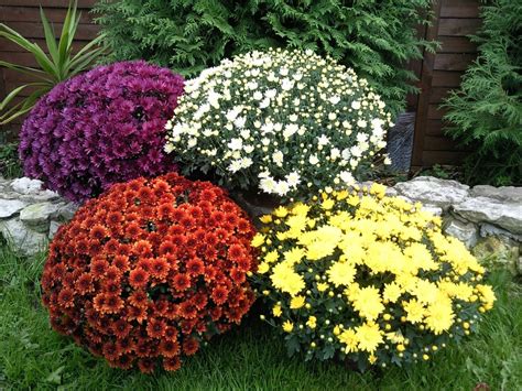 Chryzantemy Doniczkowe Drobnokwiatowe Producent 7573060910
