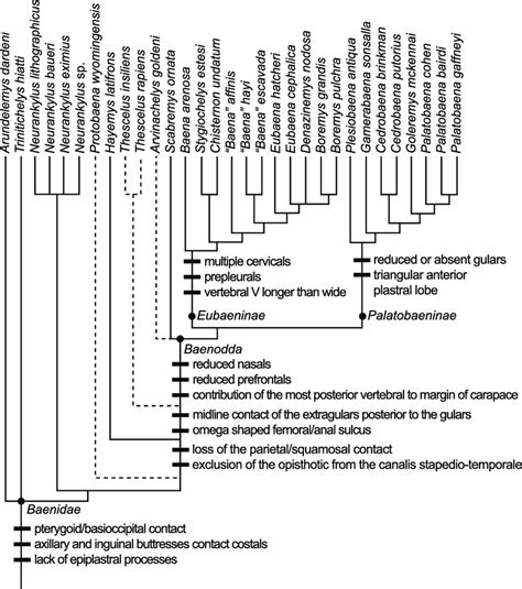 A Phylogenetic Hypothesis Of Valid Baenid Taxa With Diagnostic