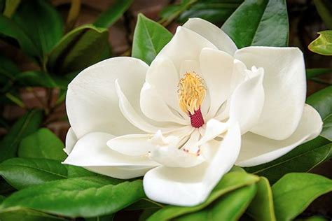 Magnolia Description Flower Tree Facts Britannica