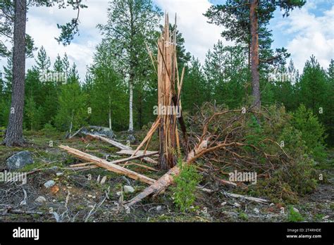 The Remains Of A Large Pine Tree After A Direct Hit By Lightning Image
