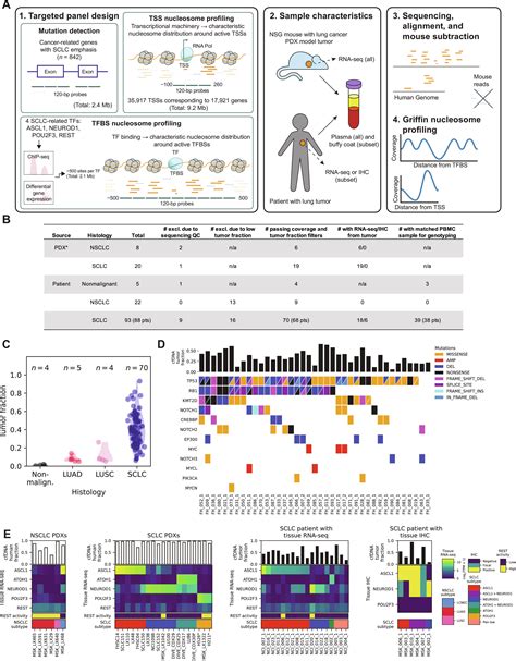 Study Suggests Liquid Biopsy Could Detect And Monitor Aggressive Small
