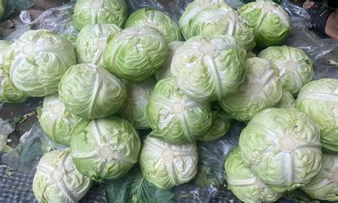 Van Duc Vietnamese Vegetables Conquer Foreign Markets Agrideco
