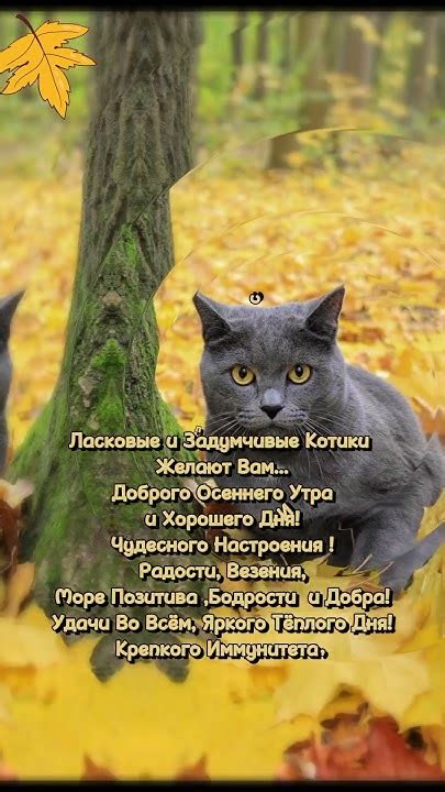 🍁🌤️ Доброе Утро Осени ☕ С Милыми Котиками Хорошего Позитивного Дня 🤗😊🫶