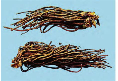 桃儿七 临夏中草药