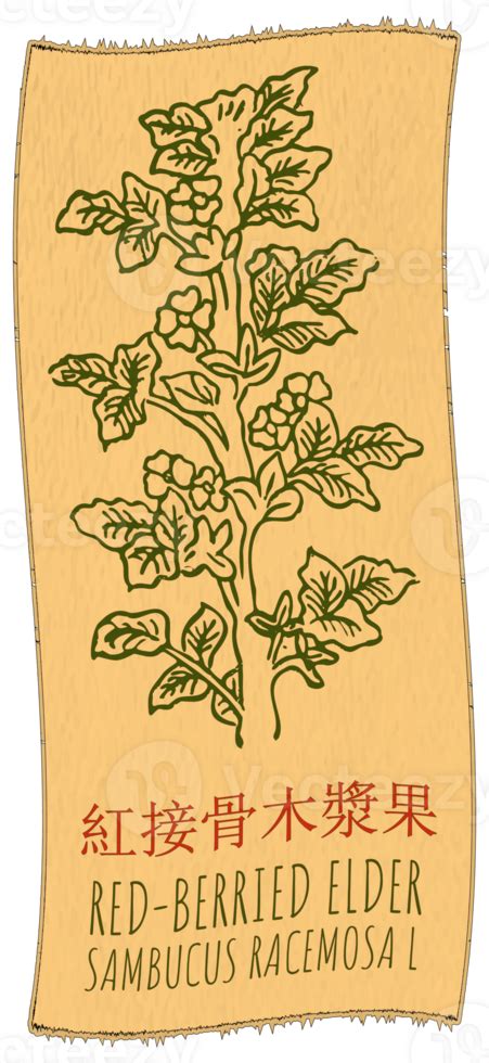 Drawing Red Berried Elder In Chinese Hand Drawn Illustration The