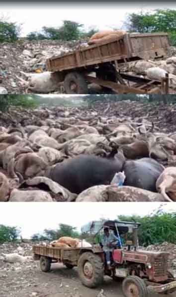 Over 1200 Cattle Perish Due To Lumpy Skin Disease In Gujarat The