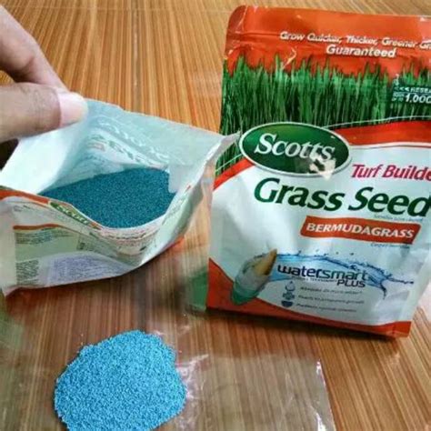 Jual Benih Rumput Bibit Golf Gajah Mini Rumput Jepang 100 Gram